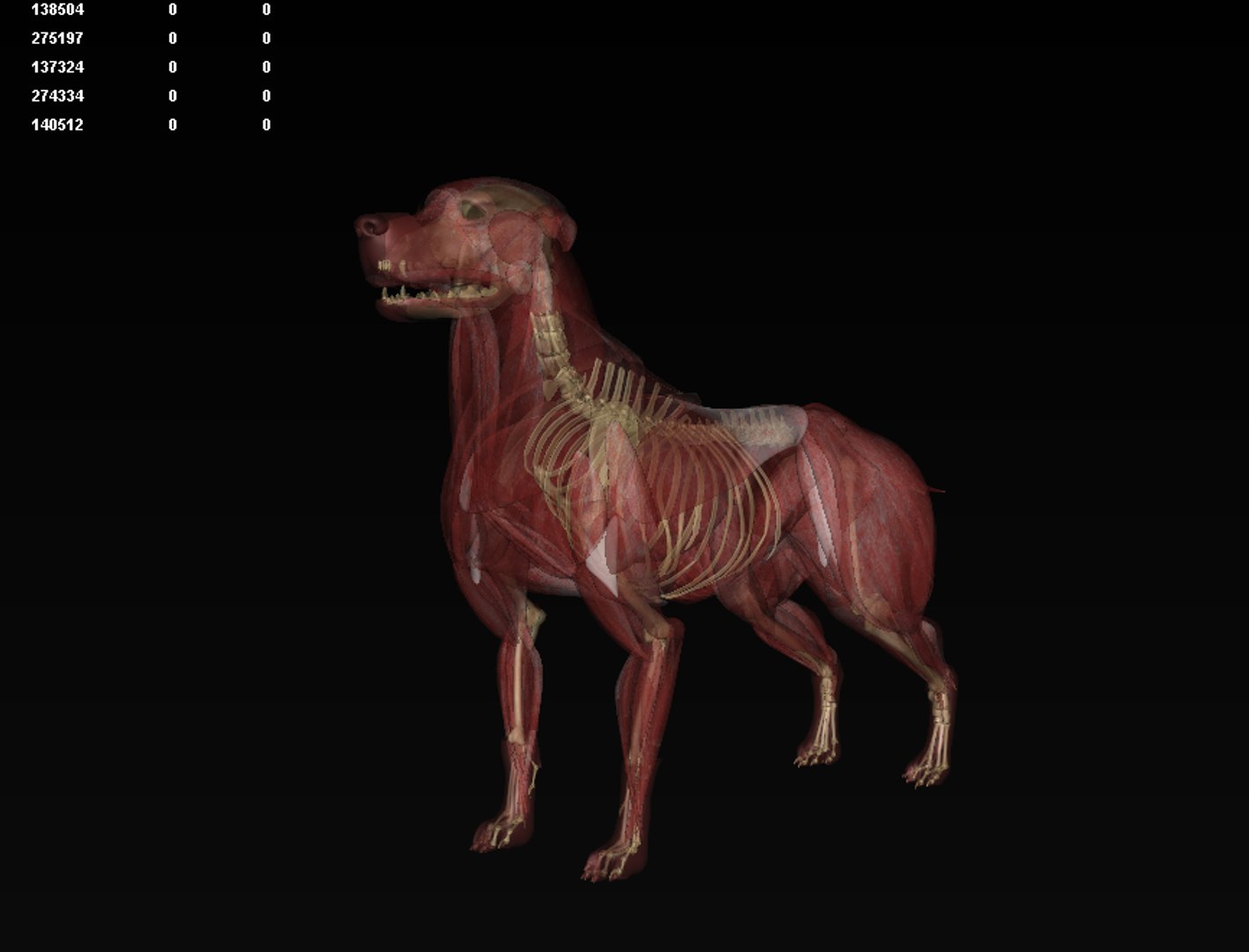3D Dog Muscle Model - TurboSquid 1215738