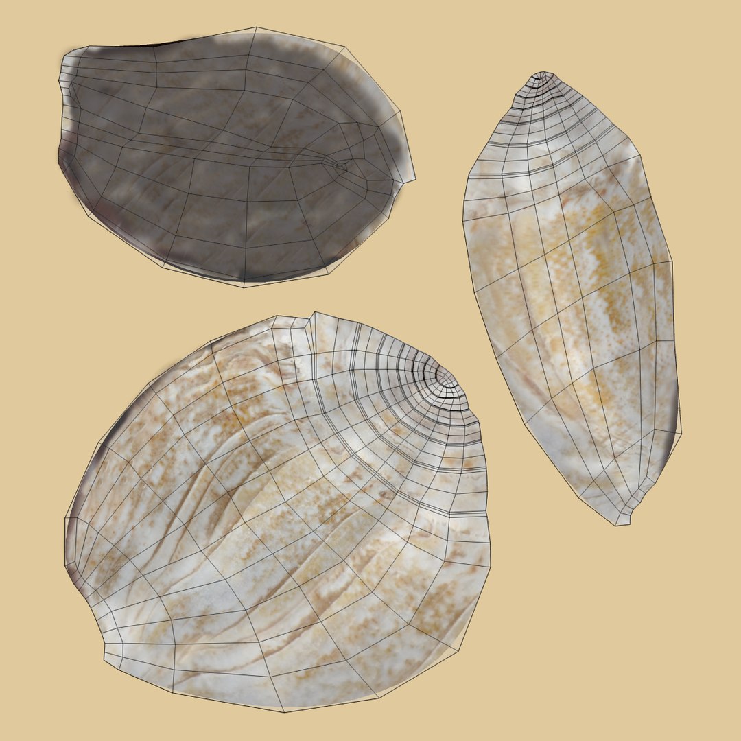 3D Model Seashell 4 - TurboSquid 1253684