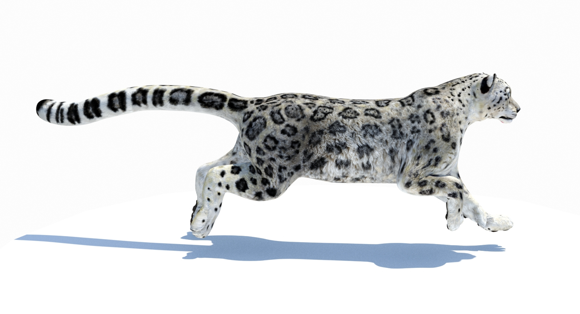 Snow Leopard 2 Fur 3D Model - TurboSquid 1370302