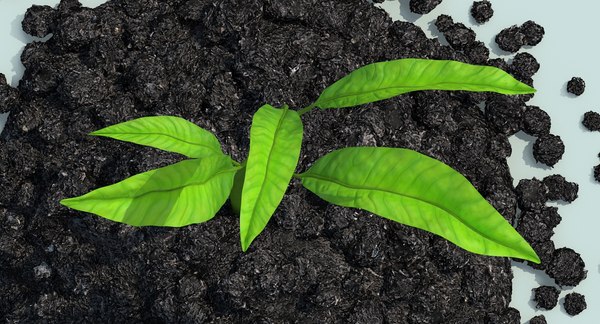 3d model small plant sprout