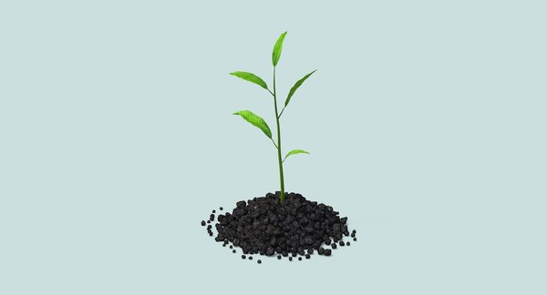 3d model small plant sprout