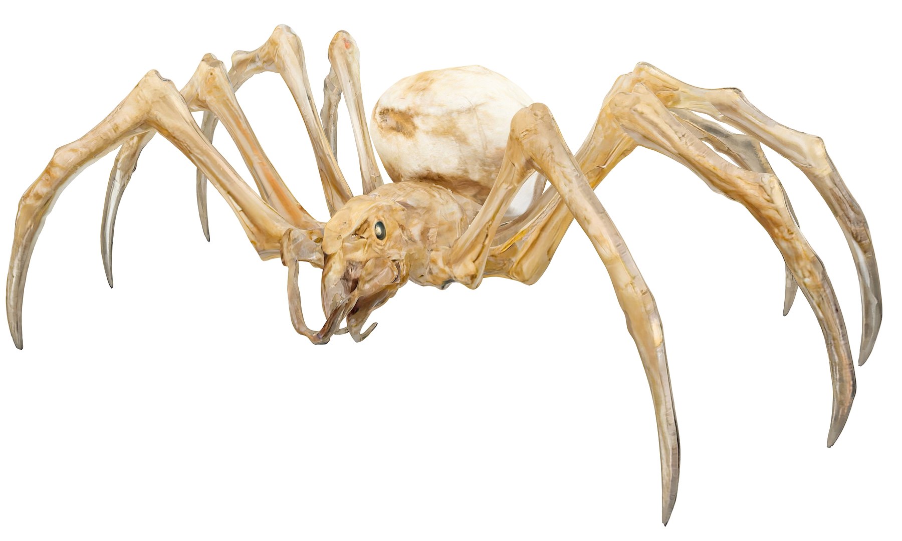 3D Prehistoric Spiders - TurboSquid 2297922