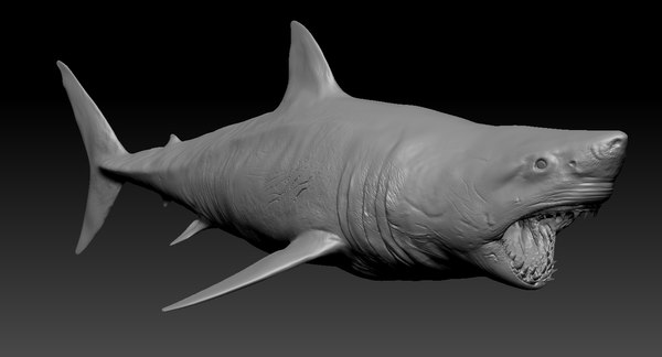 3d model of realistic shark rigged