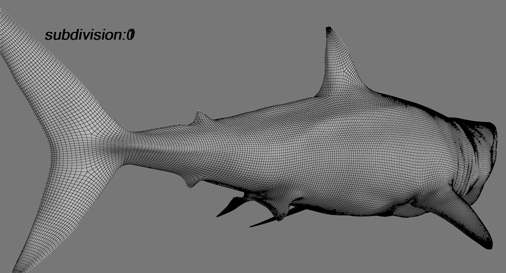 3d model of realistic shark rigged