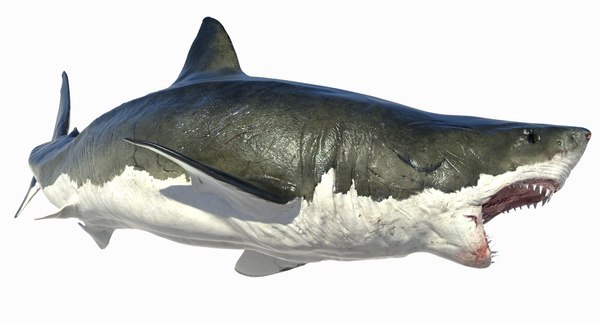 3d model of realistic shark rigged