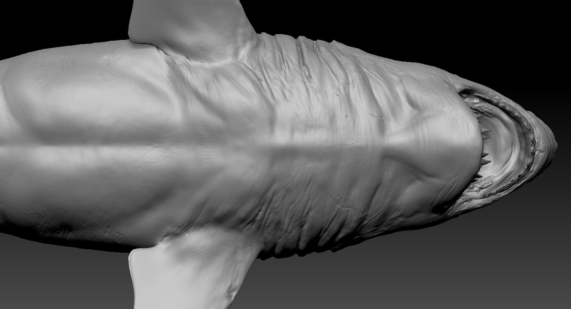 3d model of realistic shark rigged