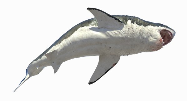 3d model of realistic shark rigged