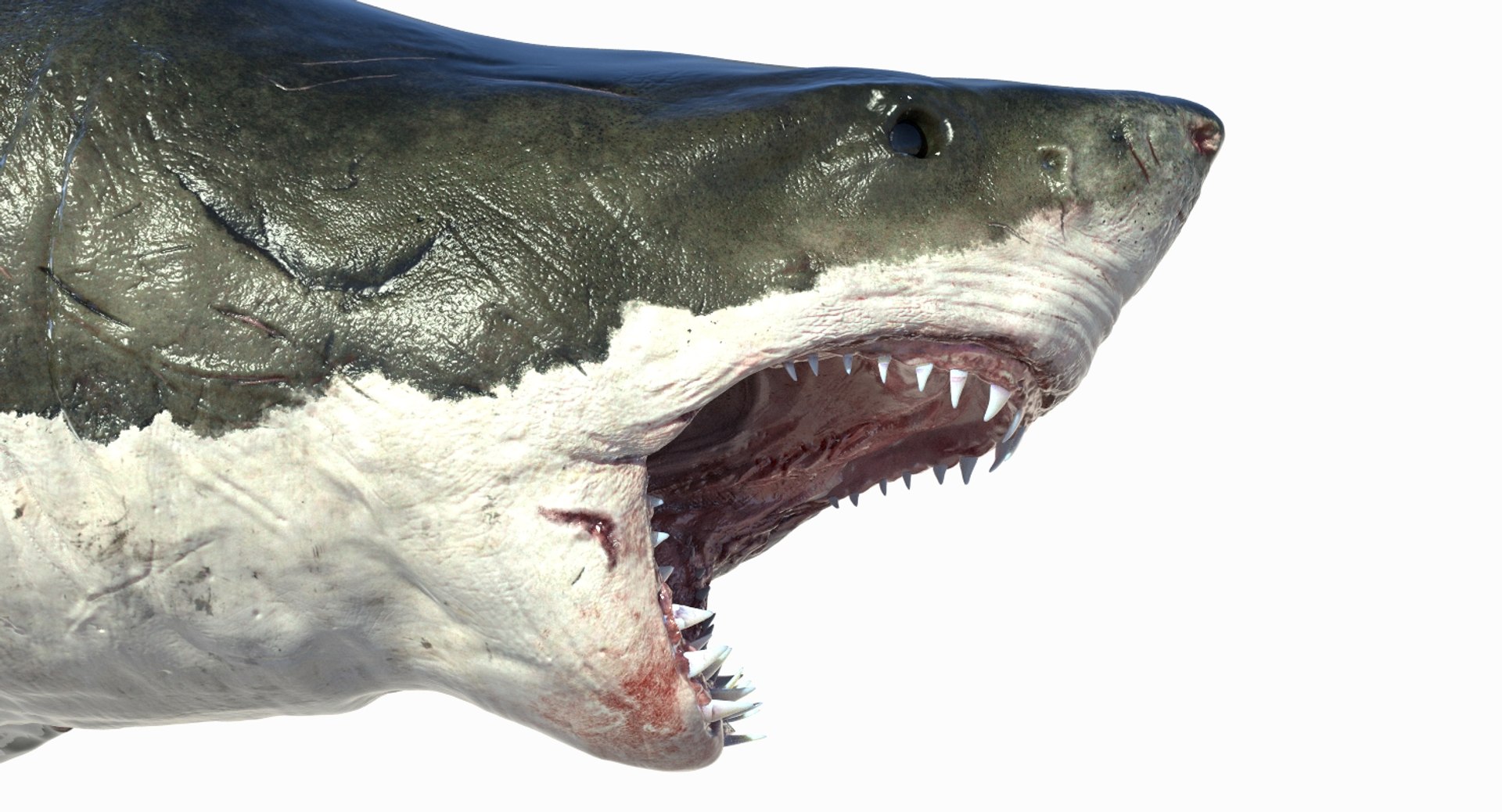 3d model of realistic shark rigged