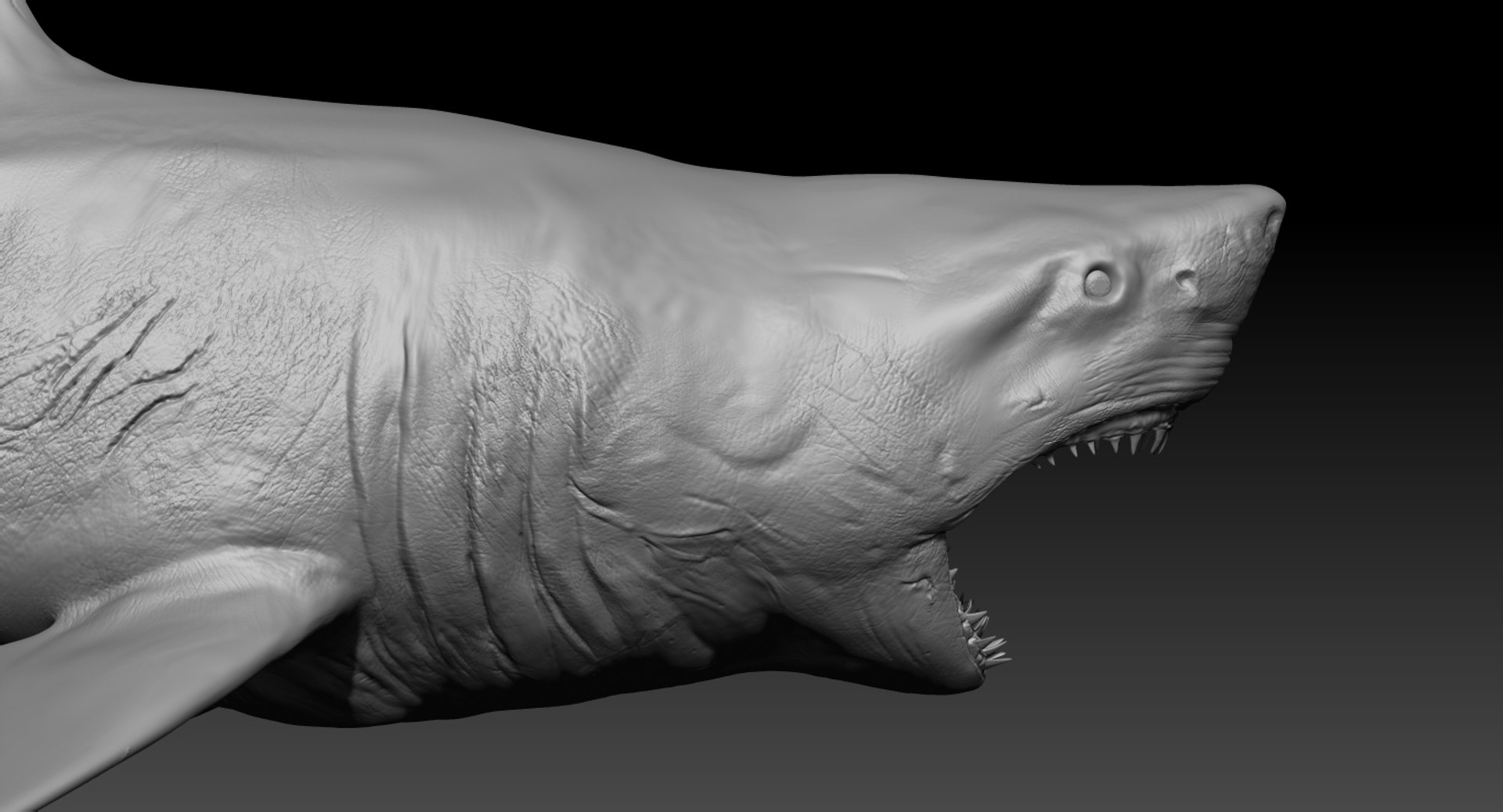 3d model of realistic shark rigged
