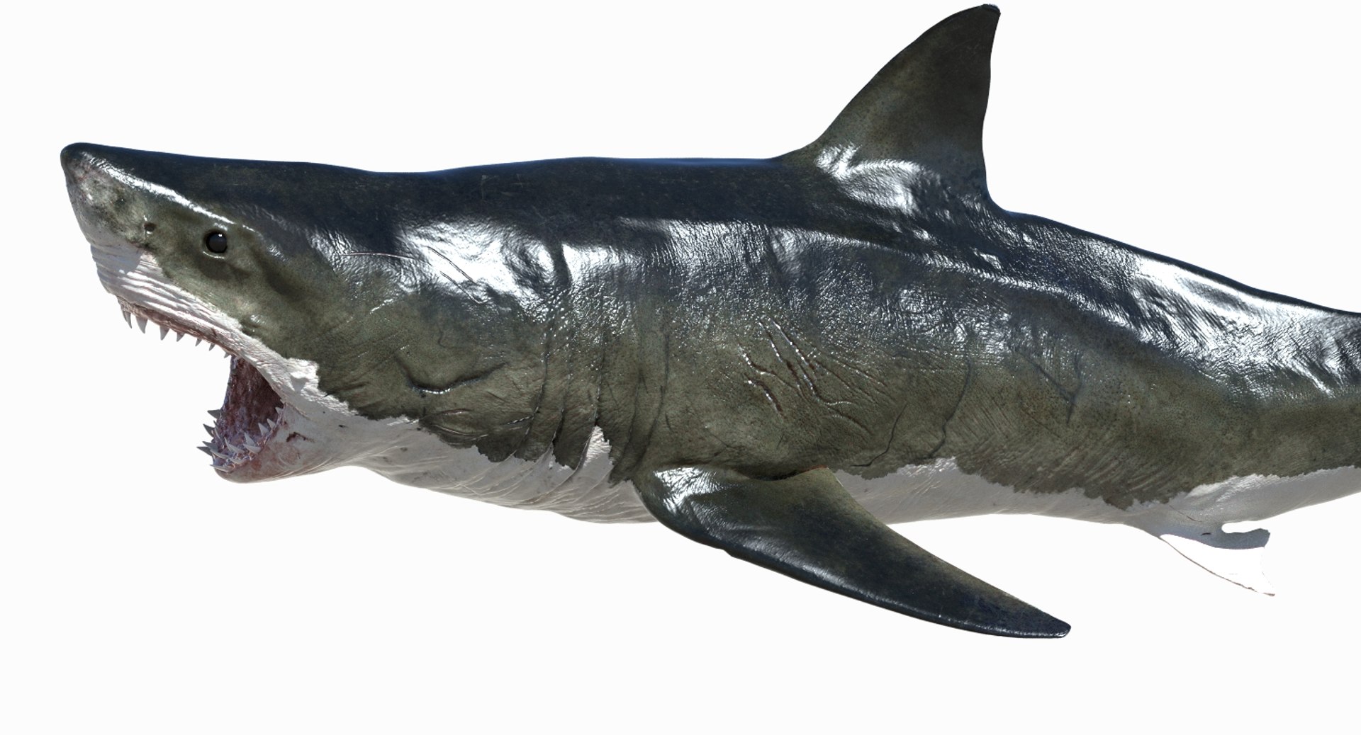 3d model of realistic shark rigged