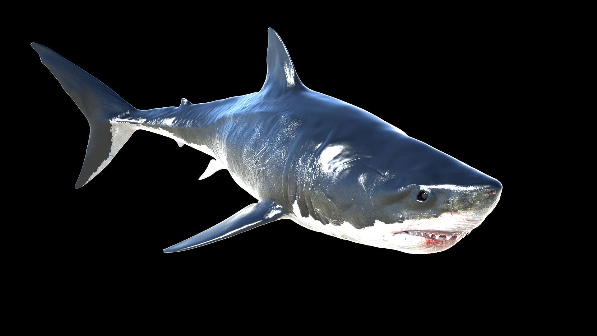 3d model of realistic shark rigged