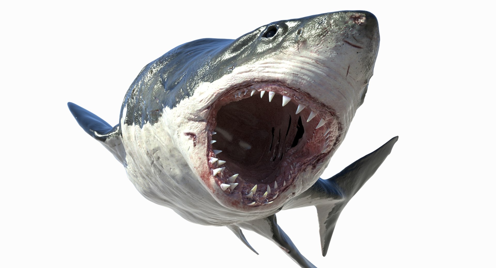 3d Model Of Realistic Shark Rigged