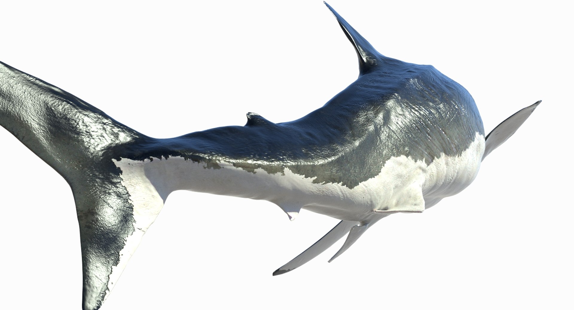 3d model of realistic shark rigged