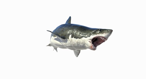 3d model of realistic shark rigged