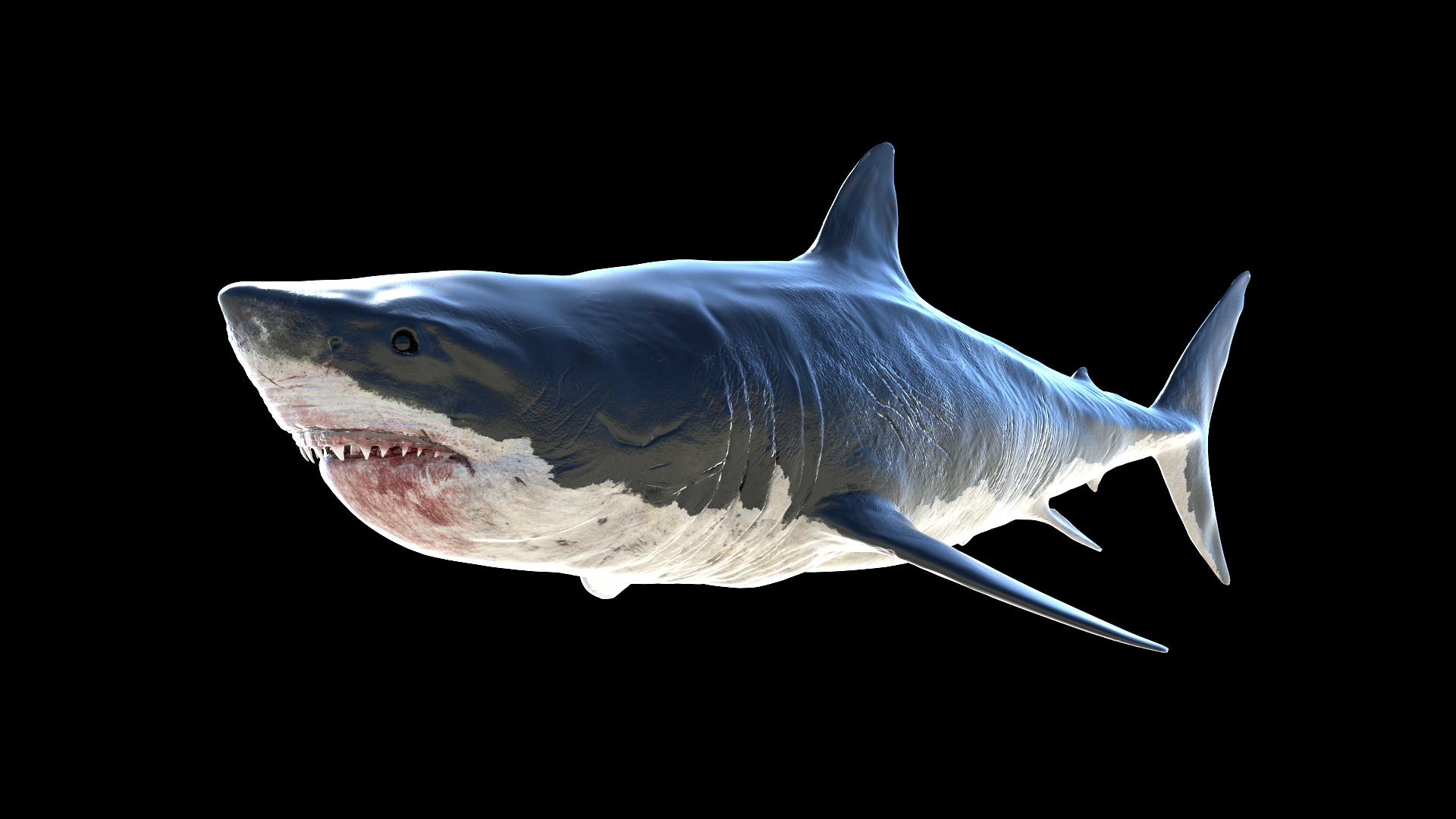 3d Model Of Realistic Shark Rigged