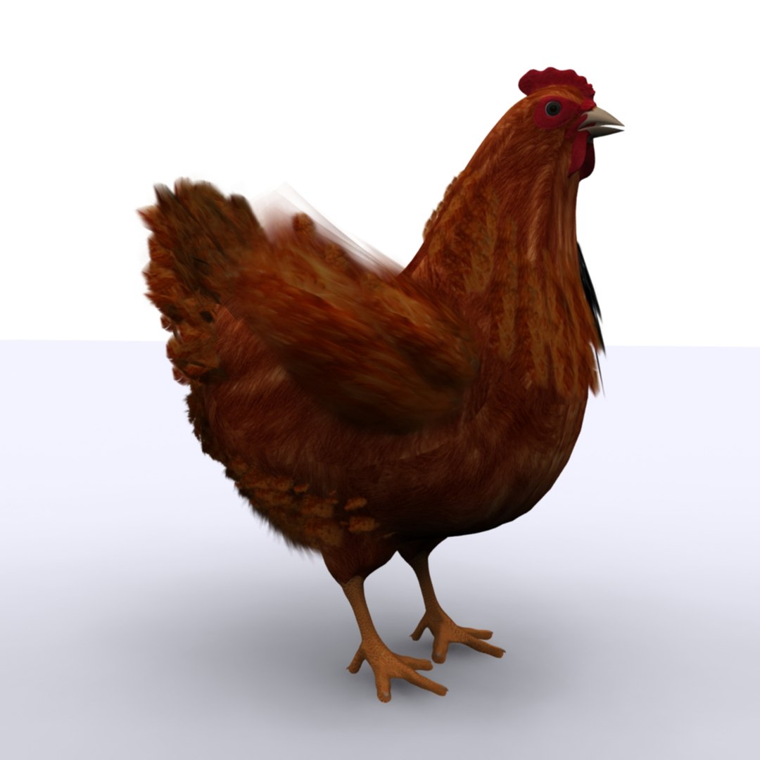 Brown Hen Model - TurboSquid 2033927