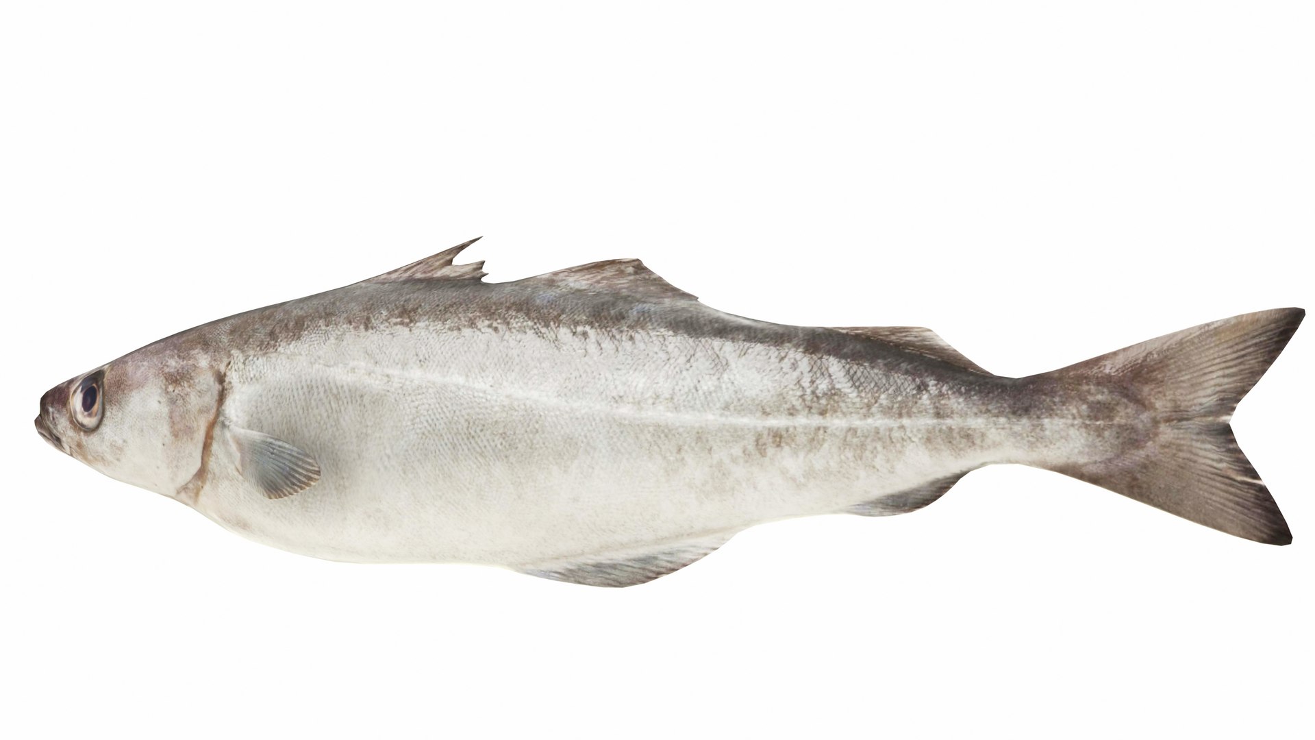 3D Model Pollock Fish - TurboSquid 2380389