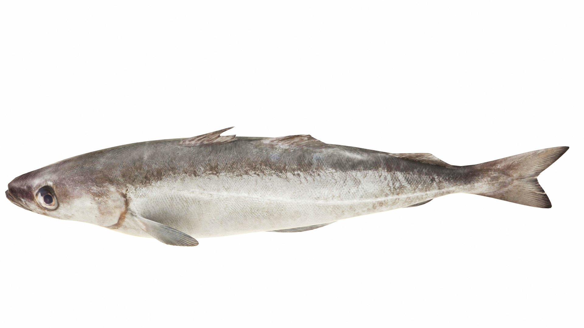 3D Model Pollock Fish - TurboSquid 2380389