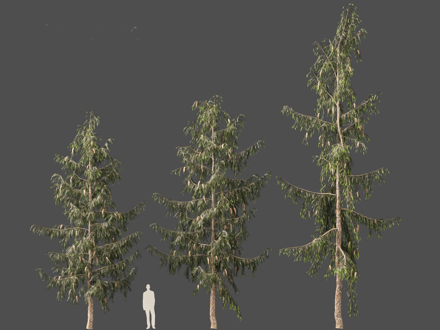 3D Picea Breweriana - Brewers Spruce 01 - TurboSquid 2125469