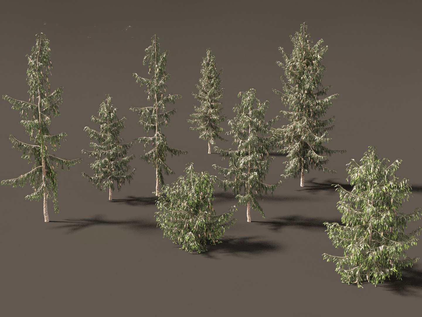 3D Picea Breweriana - Brewers Spruce 01 - TurboSquid 2125469