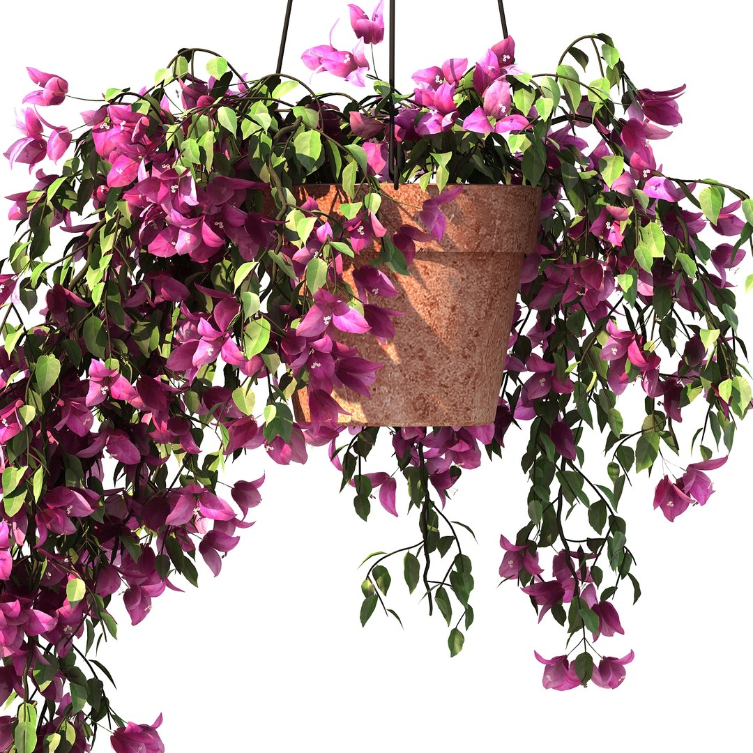 Plant Hanging 3D Model - TurboSquid 1443646