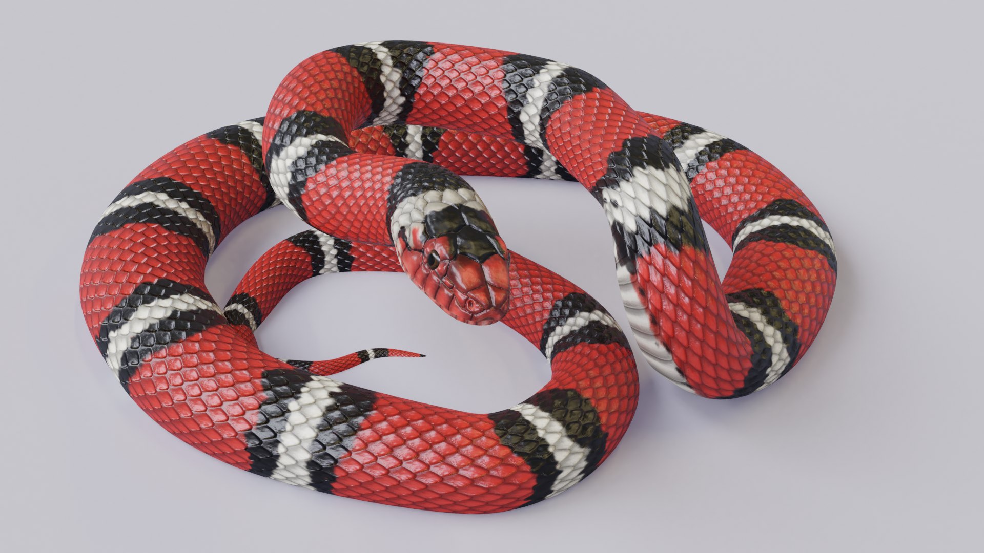 how to draw a scarlet king snake