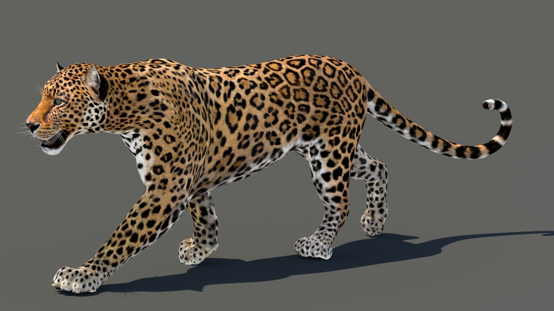 Leopard Animated 3D Model - TurboSquid 1788277