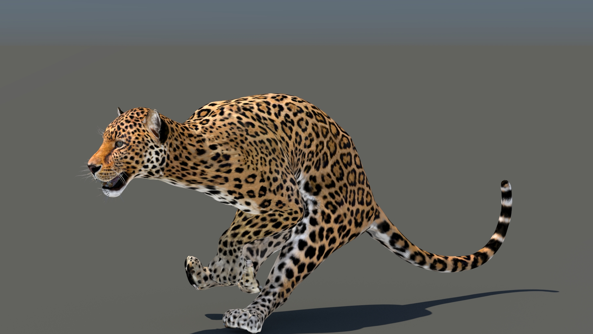 Leopard Animated 3D Model - TurboSquid 1788277