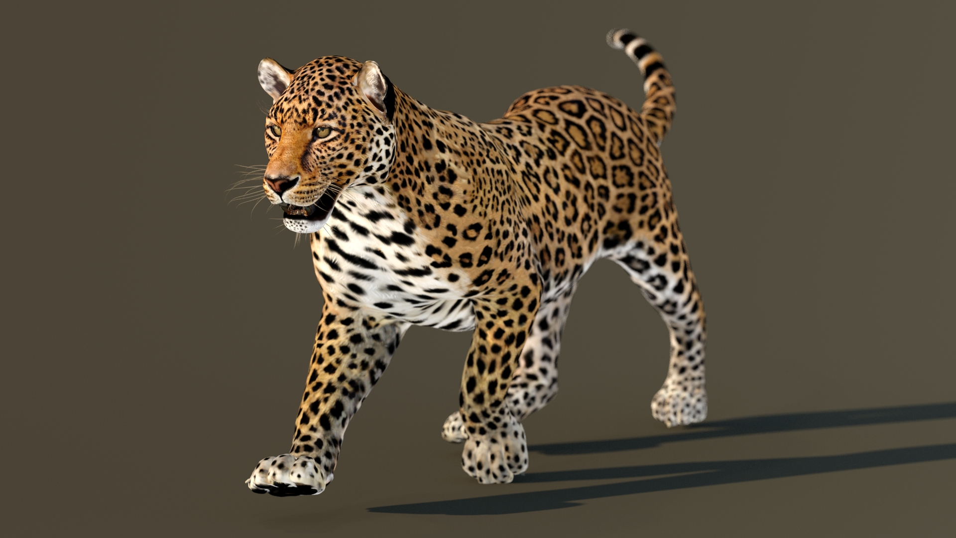 Leopard Animated 3D model - TurboSquid 1788277