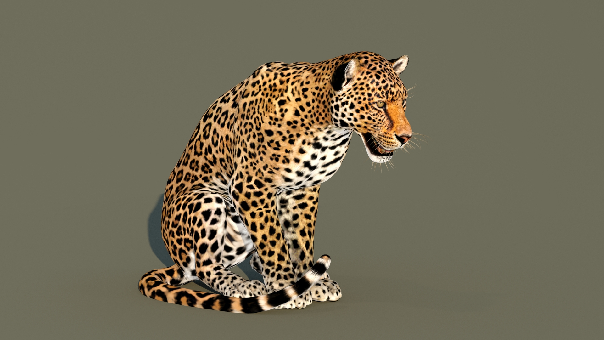 Leopard Animated 3D Model - TurboSquid 1788277