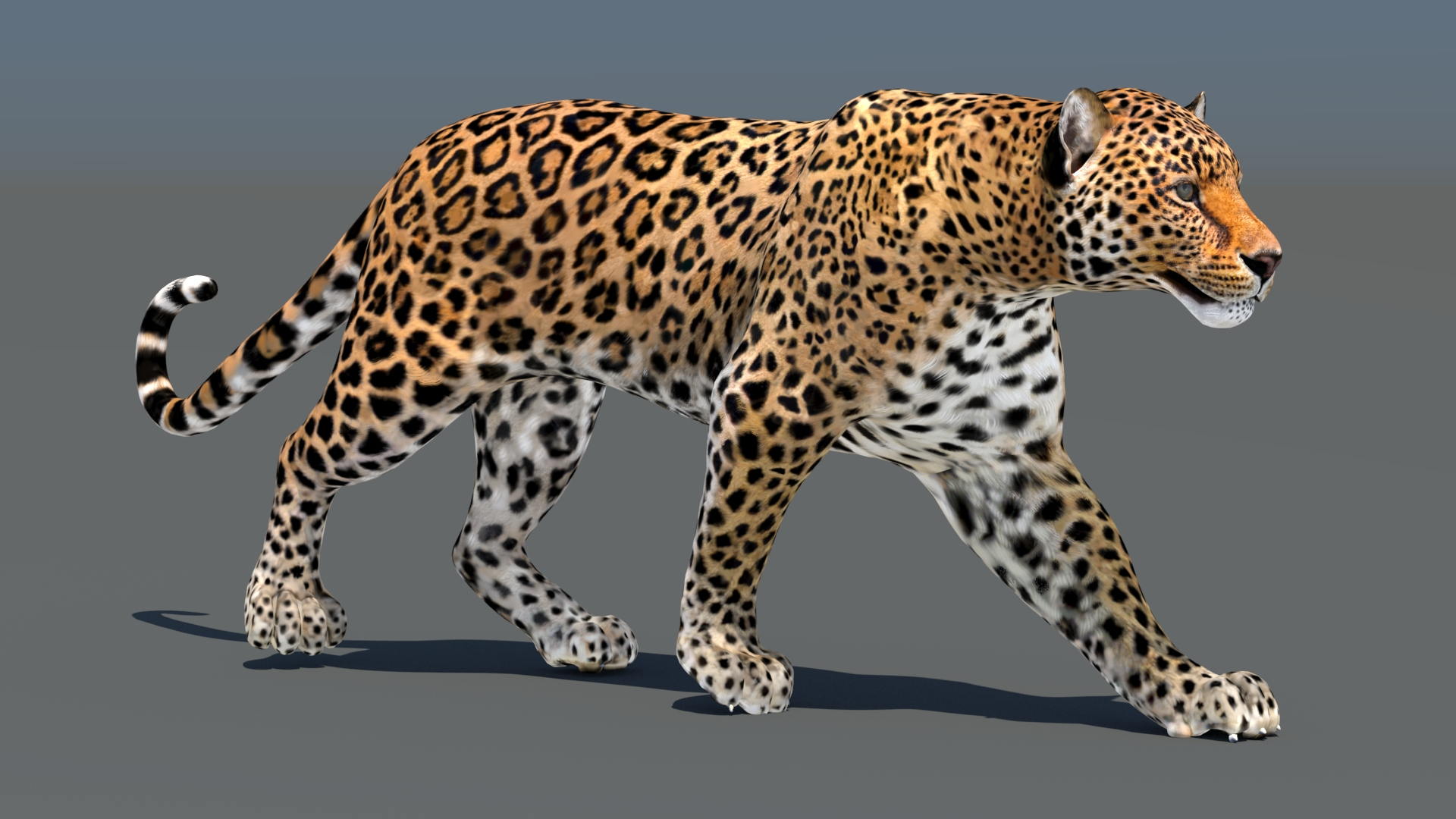 Leopard Animated 3D Model - TurboSquid 1788277