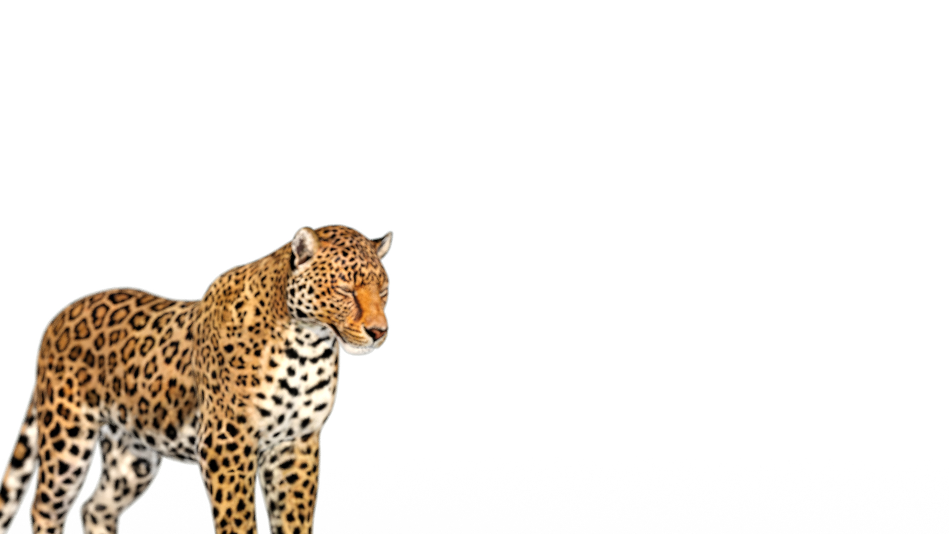 Leopard Animated 3D model - TurboSquid 1788277