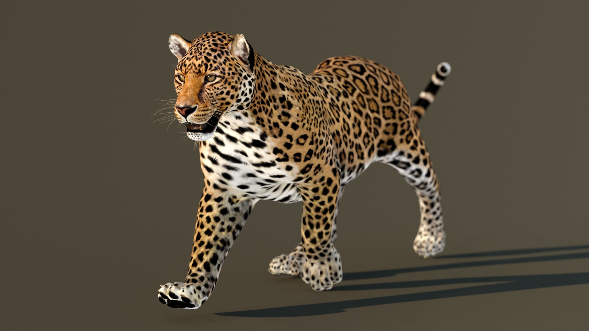 Leopard Animated 3D Model - TurboSquid 1788277