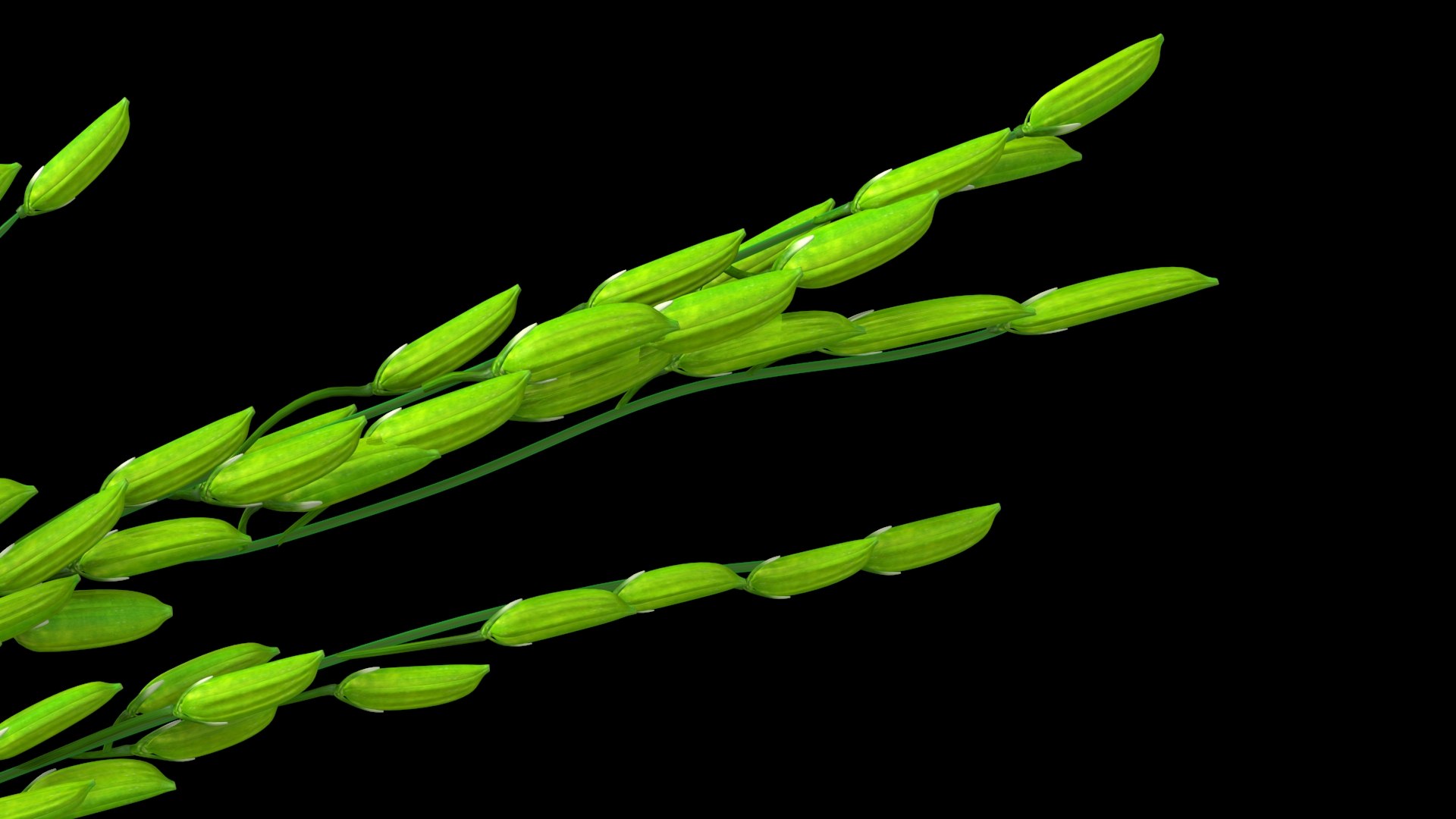 Oryza Rice 3D Model - TurboSquid 1696326