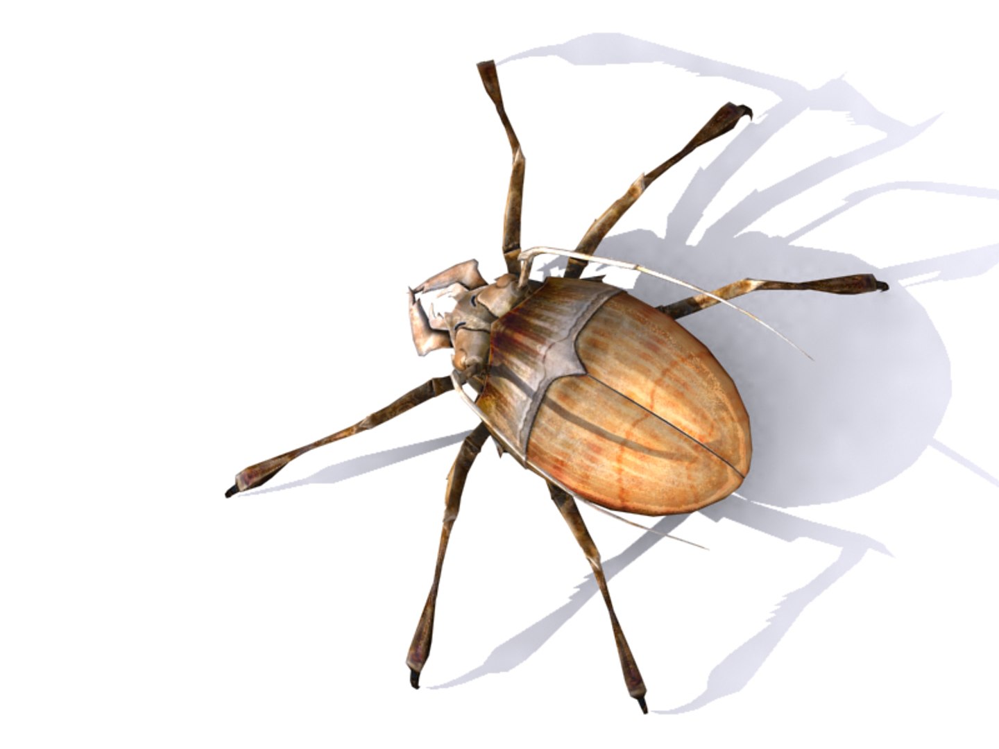 3d Bug Character Model