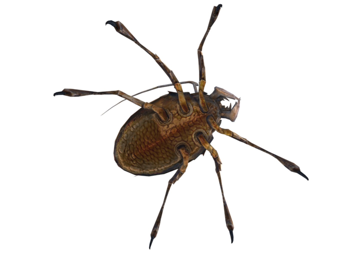 3d Bug Character Model