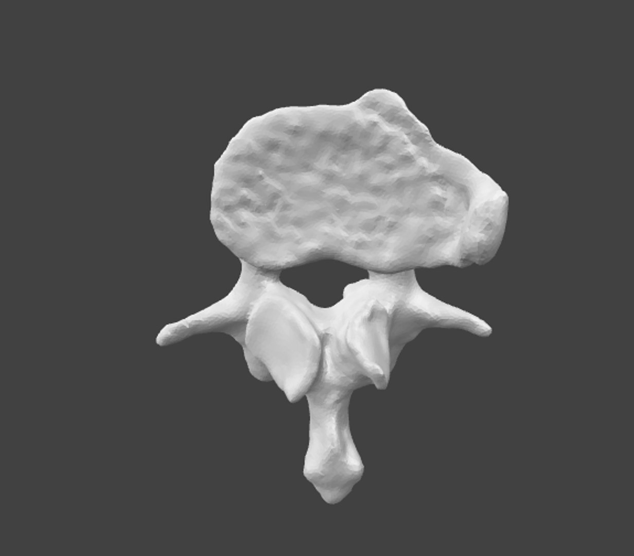 3d Model L2 Lumbar Vertebra Human Spine