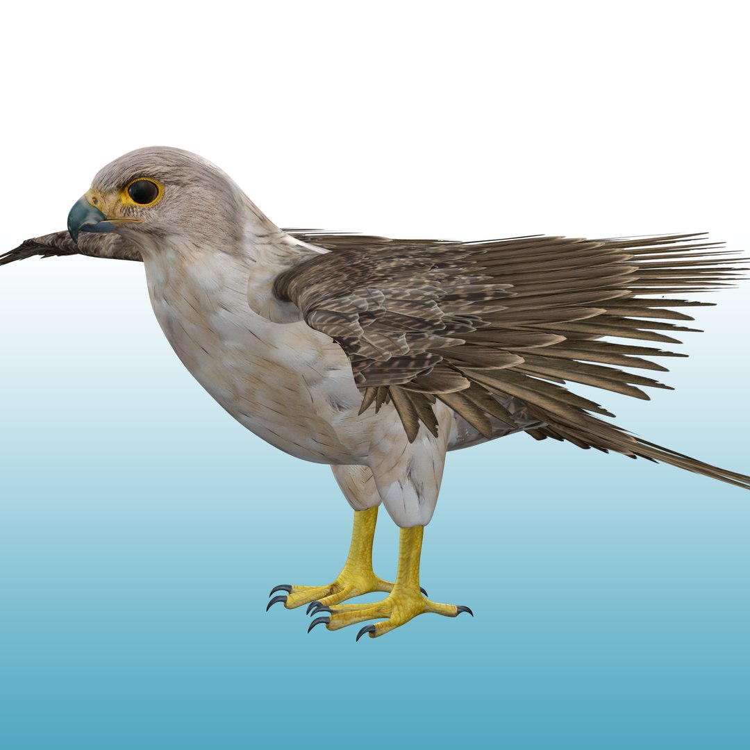 3D Model Hawk Rig - TurboSquid 1985304