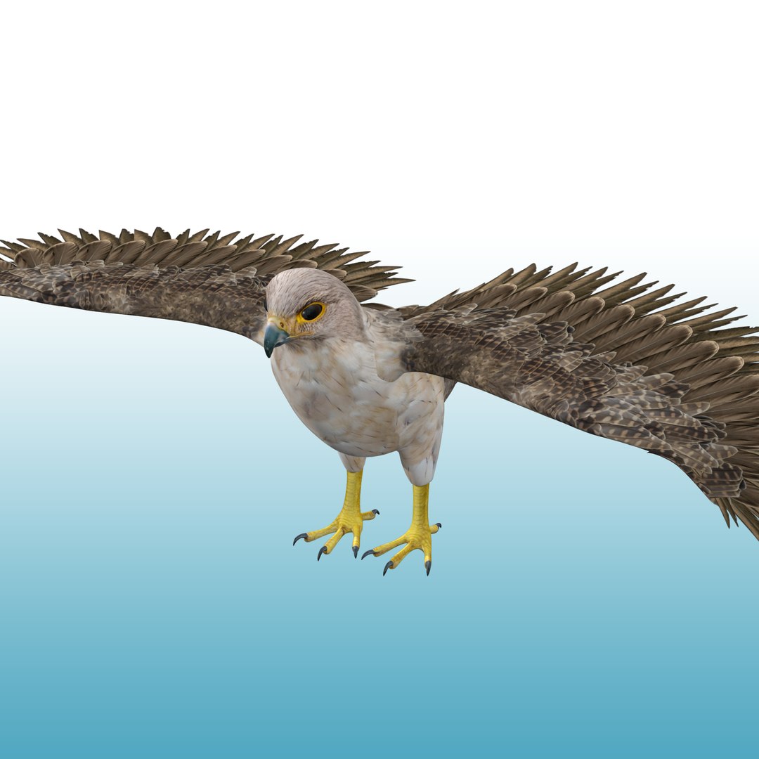 3D Model Hawk Rig - TurboSquid 1985304