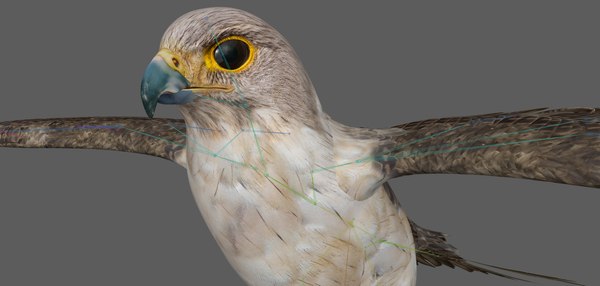 modelo 3d Plataforma de halcón - TurboSquid 1985304