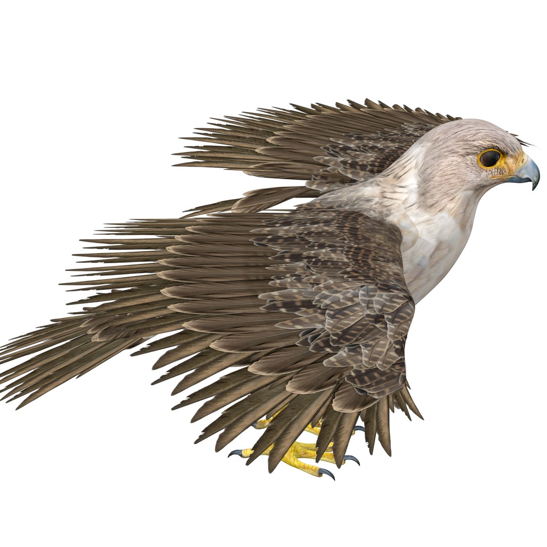 3D Model Hawk Rig - TurboSquid 1985304