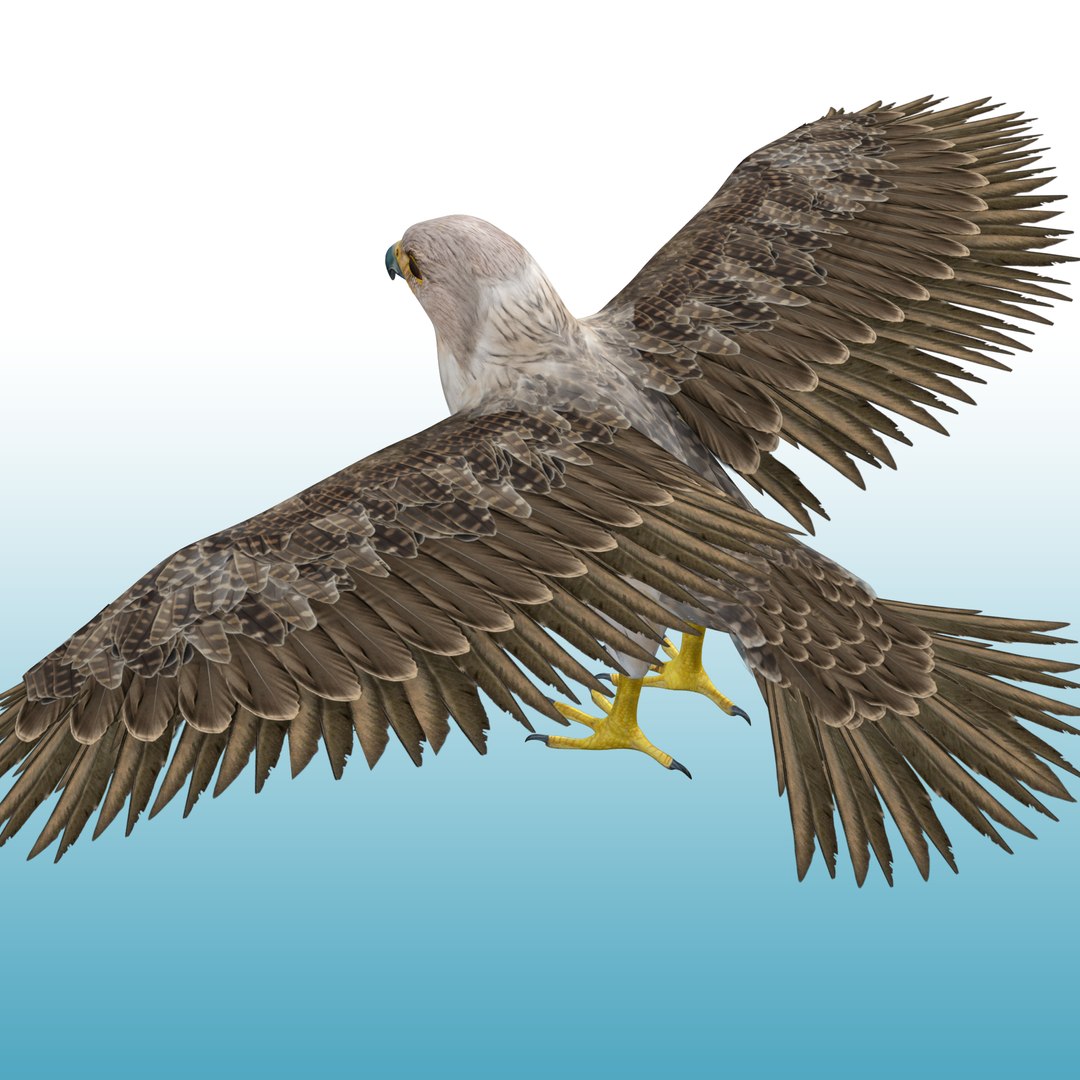 3D Model Hawk Rig - TurboSquid 1985304