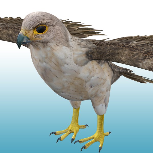 Hawk 3D Models for Download | TurboSquid