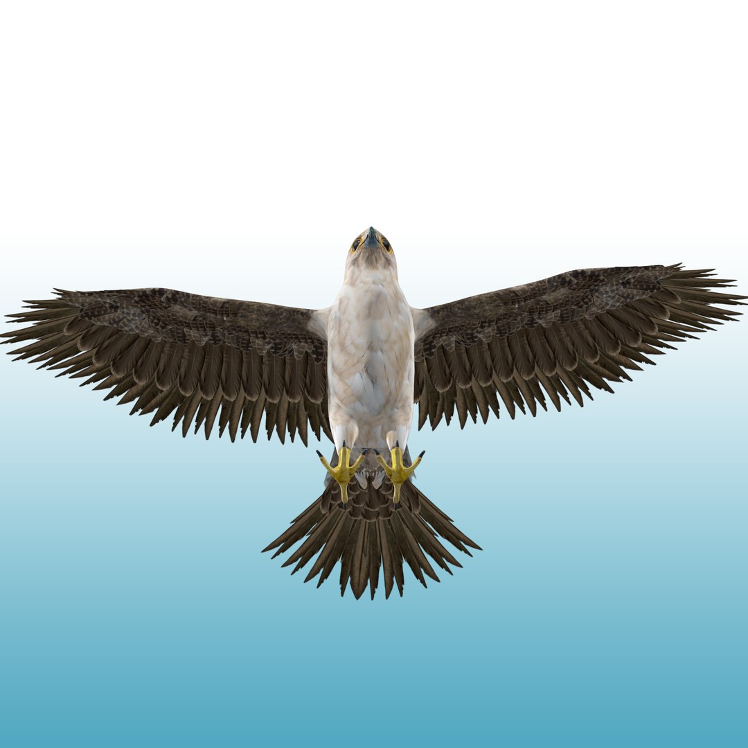 3D Model Hawk Rig - TurboSquid 1985304