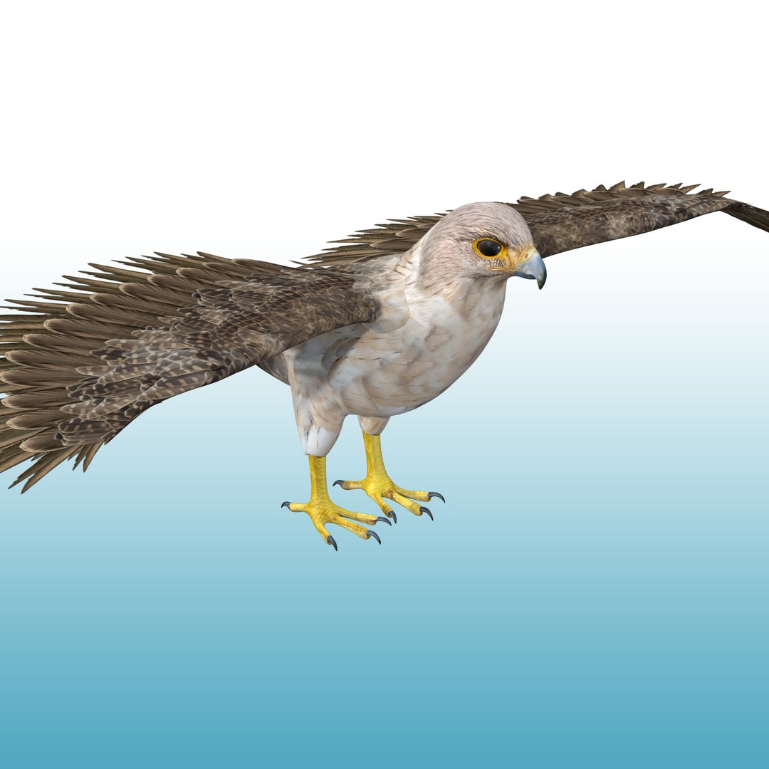 3D Model Hawk Rig - TurboSquid 1985304