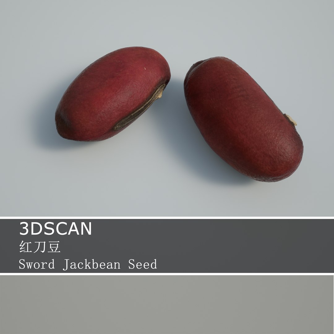SCAN-Traditional Chinese Medicine-Sword Jackbean Seed 3D Model ...