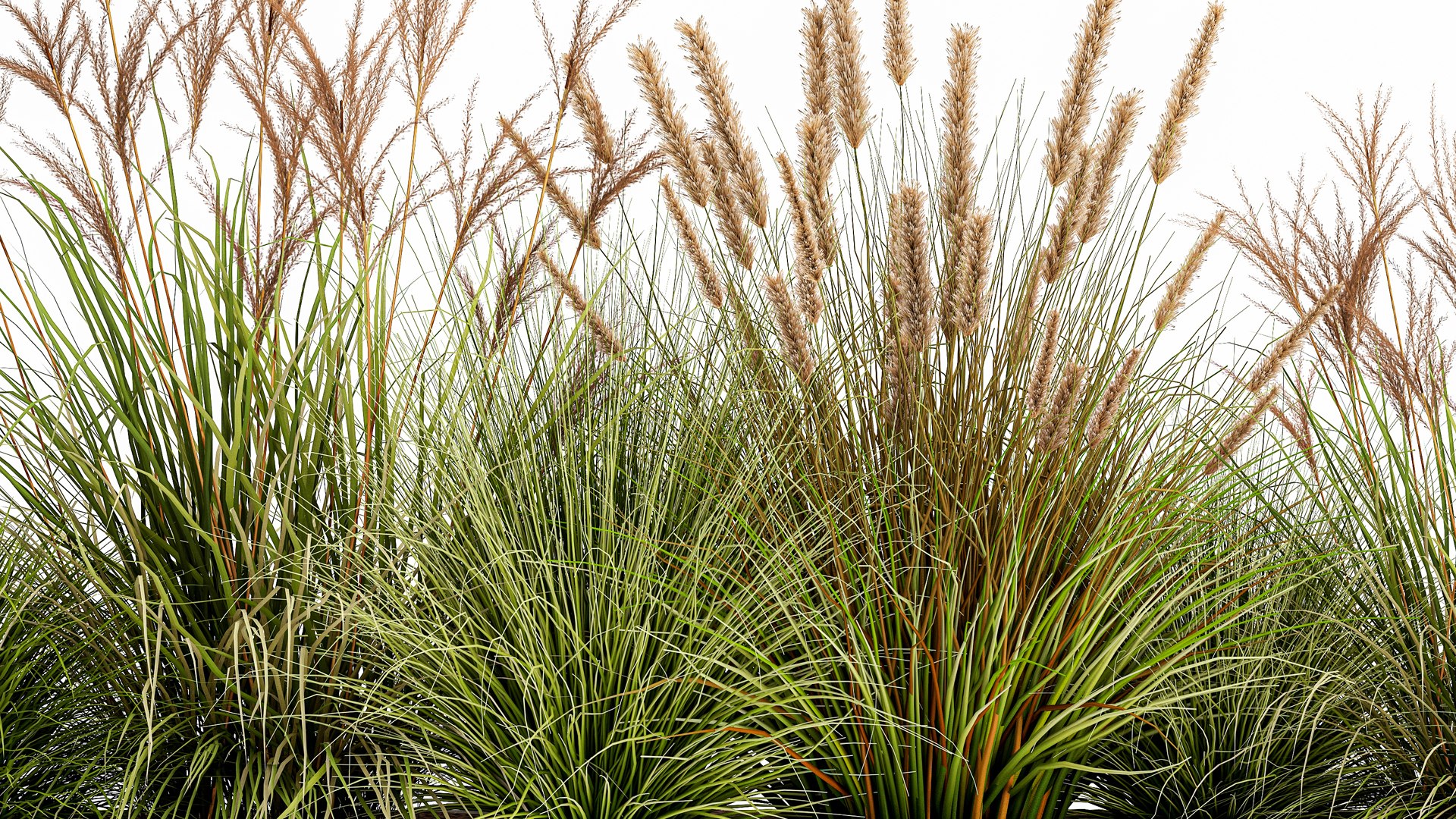 3D Potted Reeds For Landscaping 1074 - TurboSquid 1816387