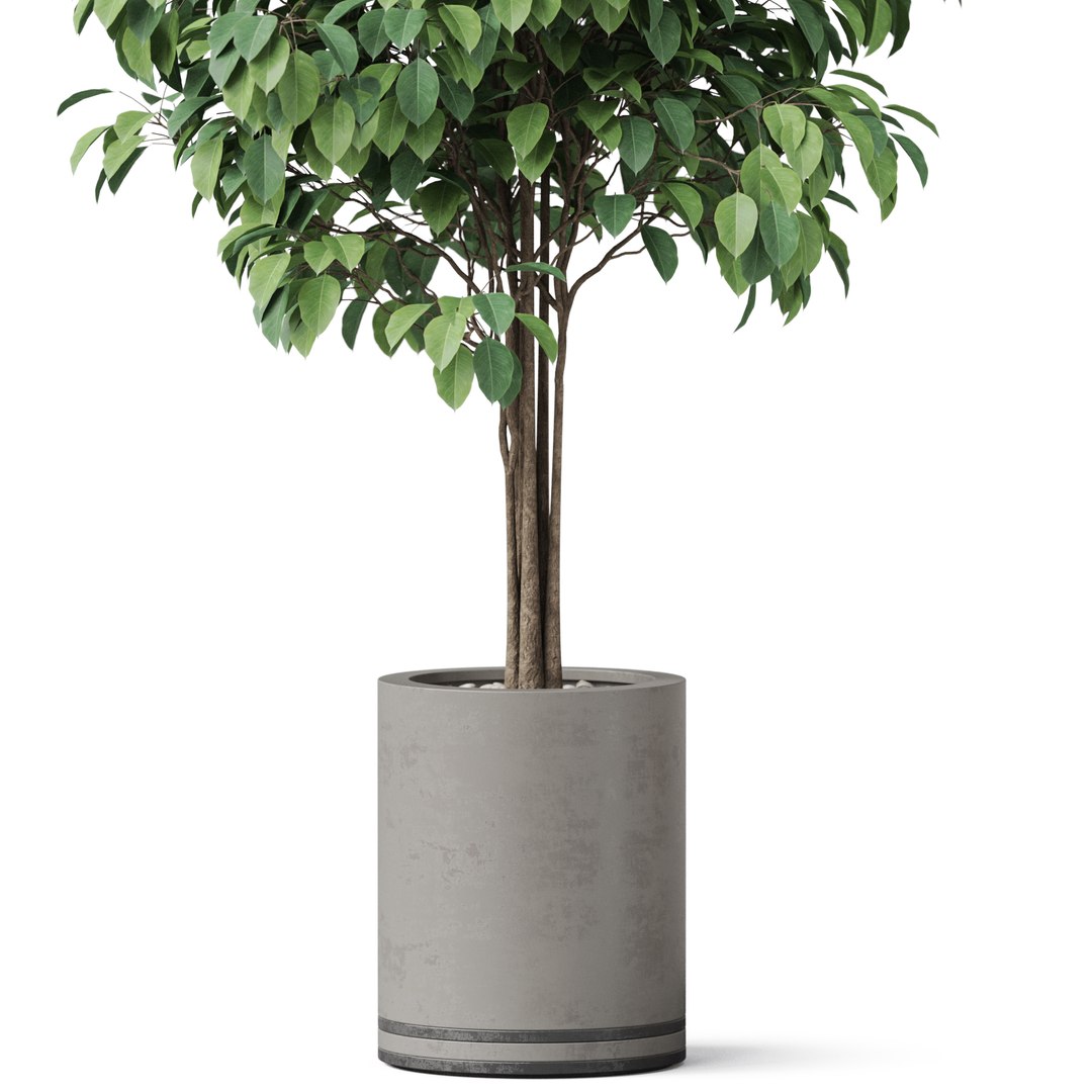 Plants Collection 879 3D Model - TurboSquid 2010264