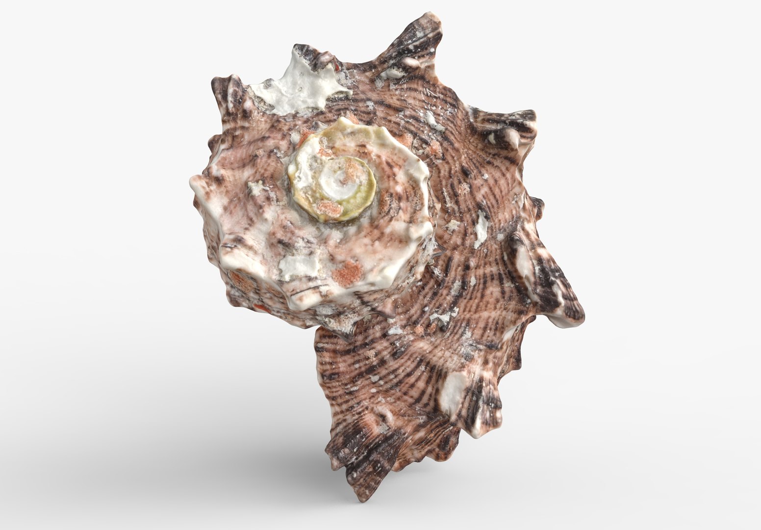 Sea Shell 3D Model - TurboSquid 1960048