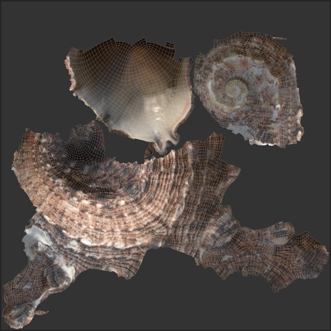 Sea Shell 3D Model - TurboSquid 1960048